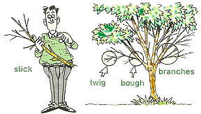 branch twig difference